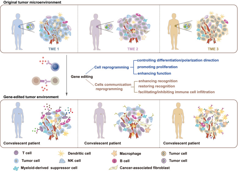Reprogramming the tumor microenvironment by genome editing for ...