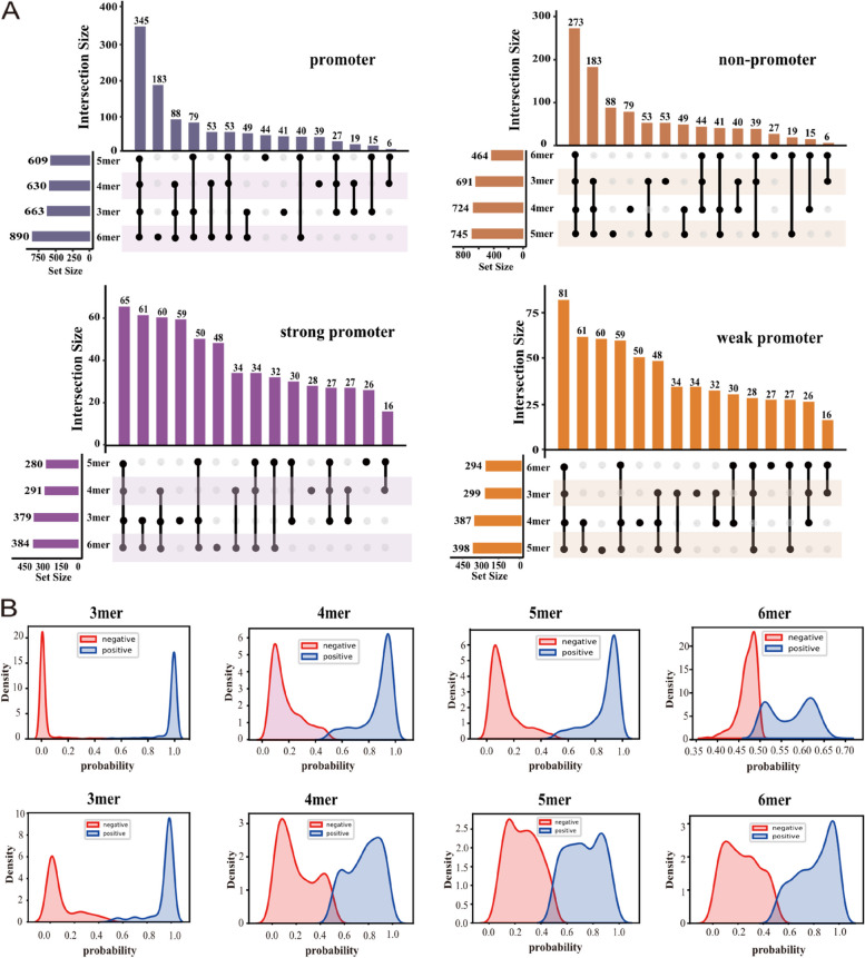msBERT-Promoter: a multi-scale ensemble predictor based on BERT pre ...