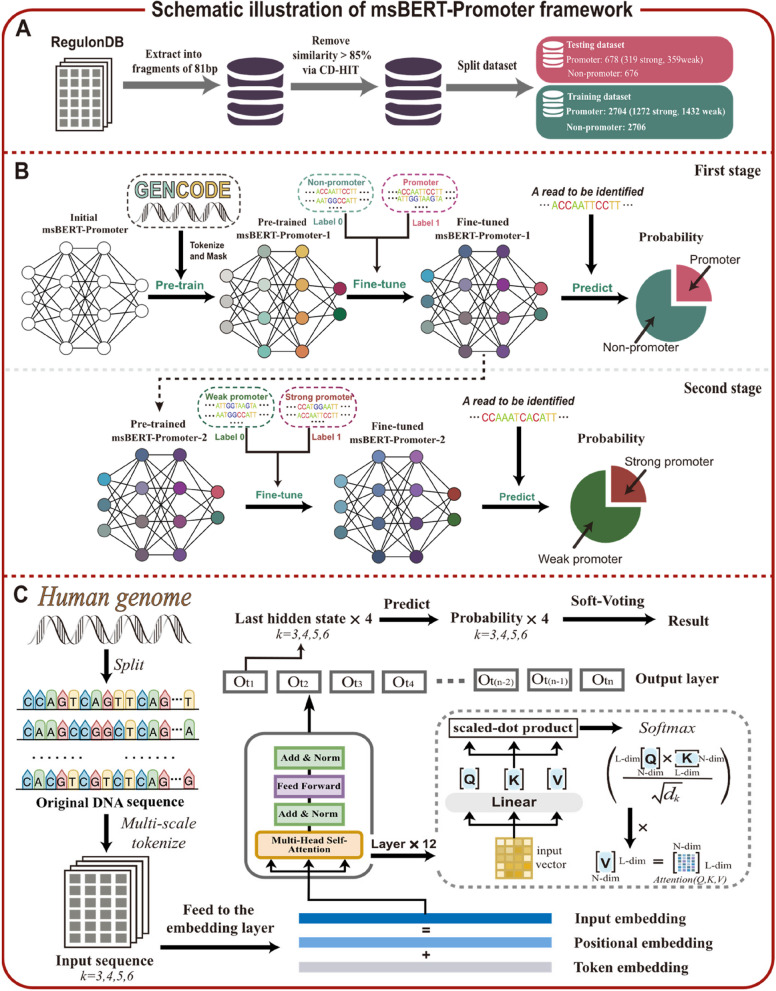 msBERT-Promoter: a multi-scale ensemble predictor based on BERT pre ...
