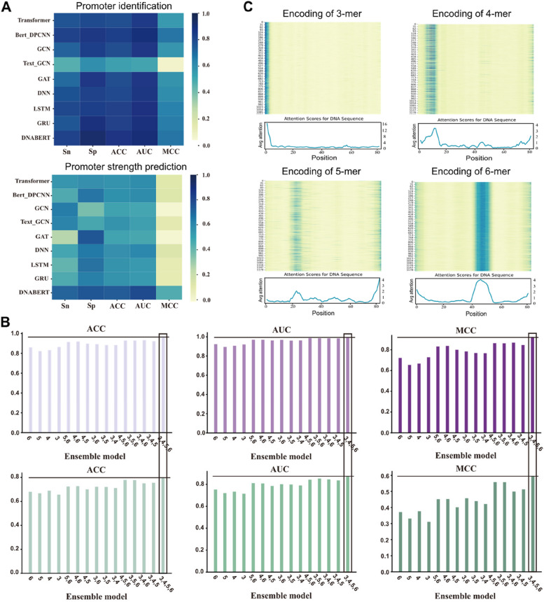 msBERT-Promoter: a multi-scale ensemble predictor based on BERT pre ...