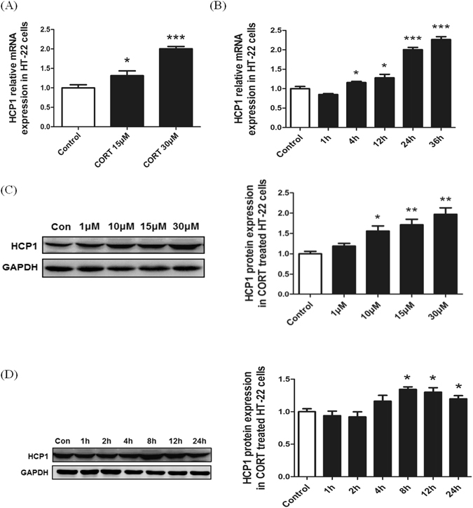 Physiological stress-induced corticosterone increases heme uptake via KLF4-HCP1 signaling ...