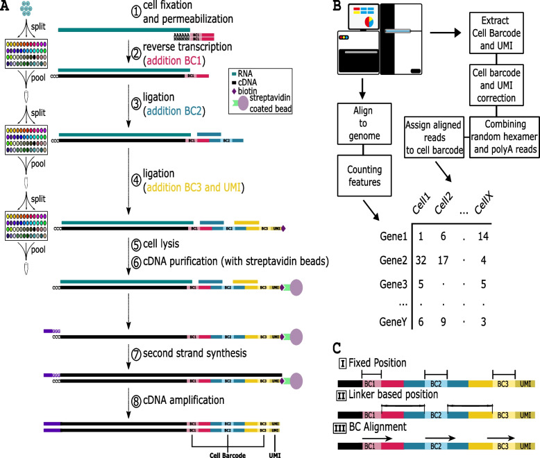Split Pool Ligation-based Single-cell Transcriptome sequencing (SPLiT-seq) data processing ...