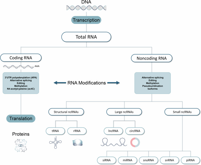 The roles and mechanisms of coding and noncoding RNA variations in ...