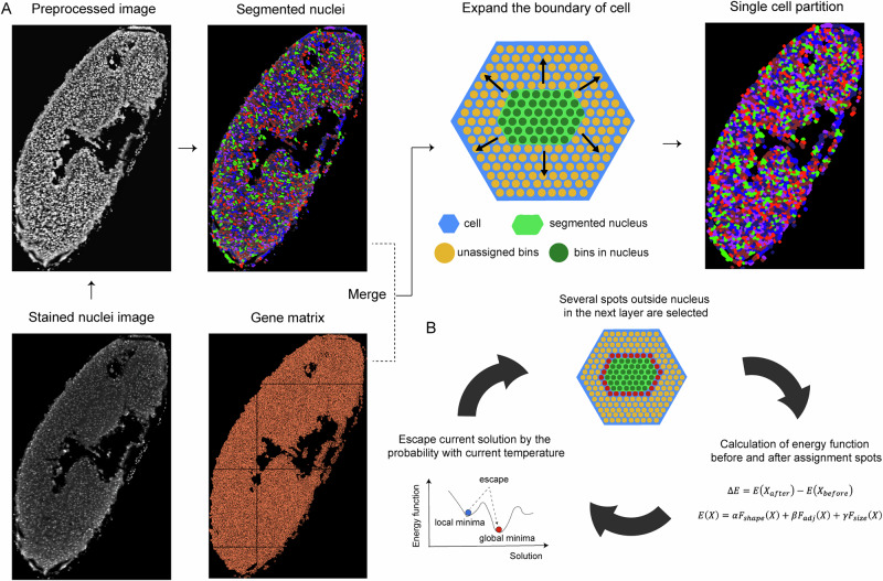 STP: single-cell partition for subcellular spatially-resolved transcriptomics - PMC