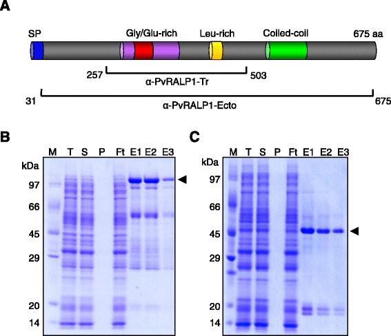Antigenicity and immunogenicity of PvRALP1, a novel Plasmodium vivax ...