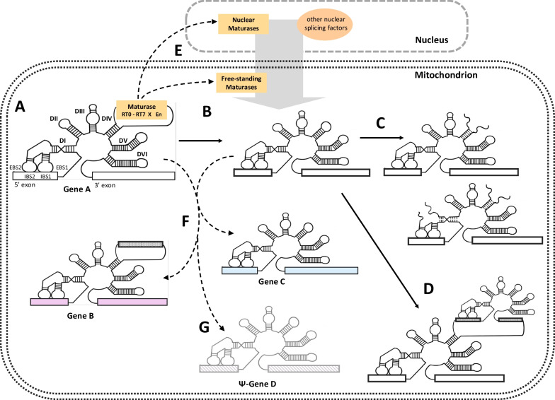 Categorizing 161 plant (streptophyte) mitochondrial group II introns into 29 families of related ...