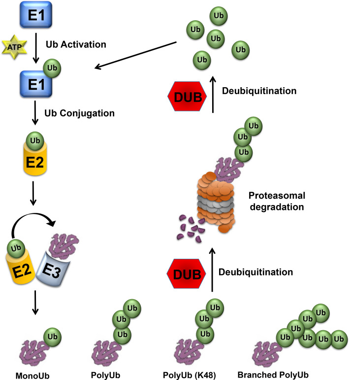 The role of deubiquitinating enzymes in spermatogenesis - PMC