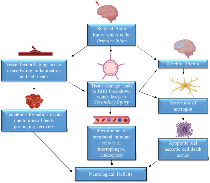 Surgically-induced brain injury: where are we now? - PMC