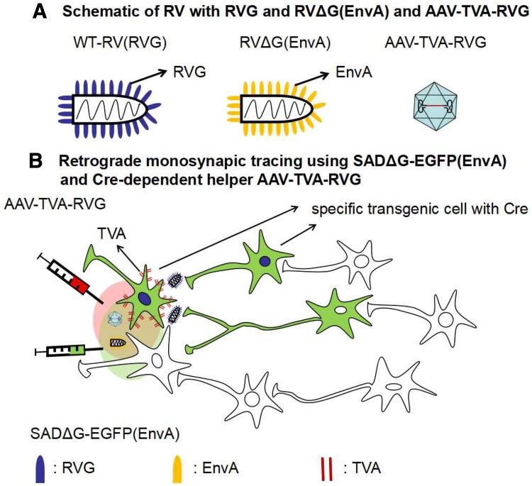 Trans-synaptic Neural Circuit-Tracing with Neurotropic Viruses - PMC