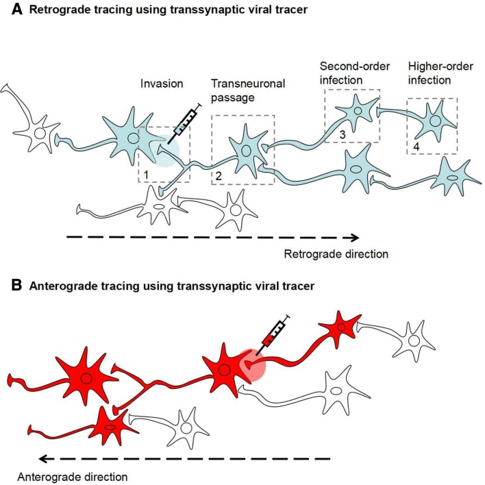Trans-synaptic Neural Circuit-Tracing with Neurotropic Viruses - PMC