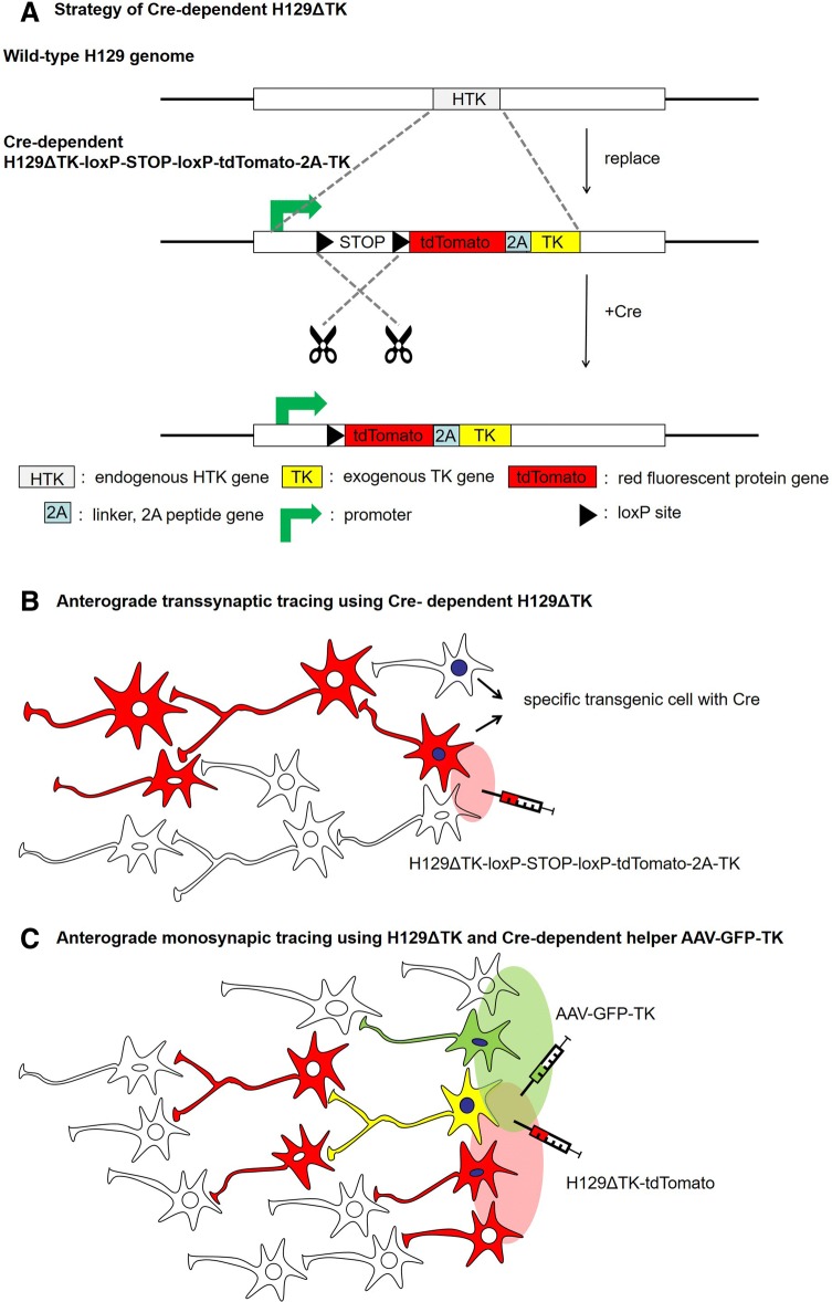 Trans-synaptic Neural Circuit-Tracing with Neurotropic Viruses - PMC