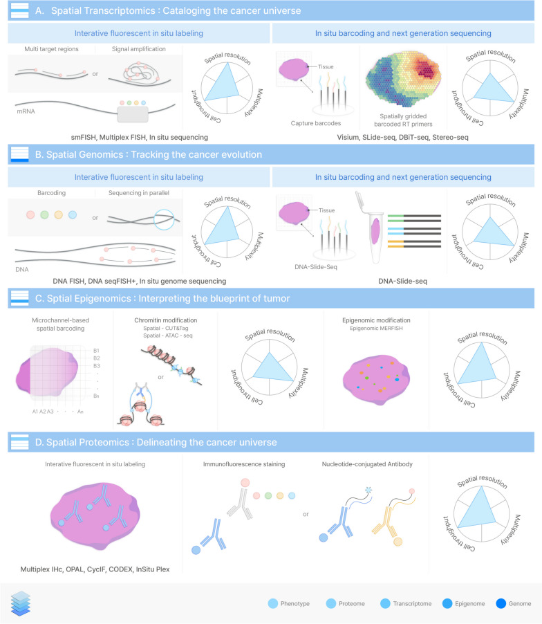 Mapping cancer biology in space: applications and perspectives on ...
