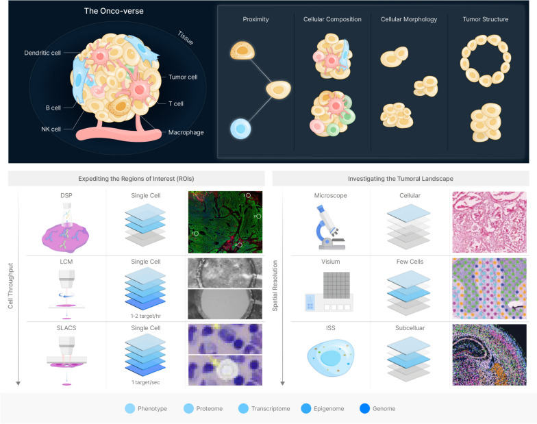 Mapping cancer biology in space: applications and perspectives on ...