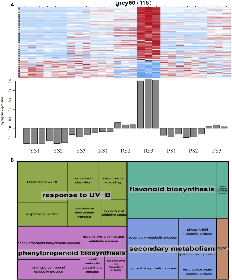 Integrative analysis of metabolome and transcriptome reveals a dynamic regulatory network of ...