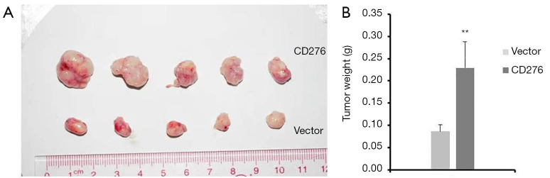 CD276 (B7H3) improve cancer stem cells formation in cervical carcinoma cell lines - PMC