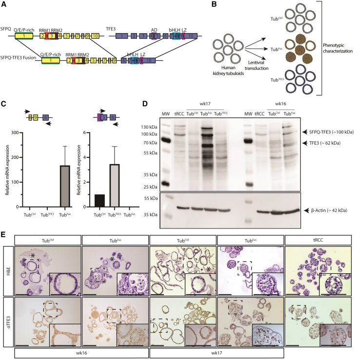 An engineered tumor organoid model reveals cellular identity and signaling trajectories ...
