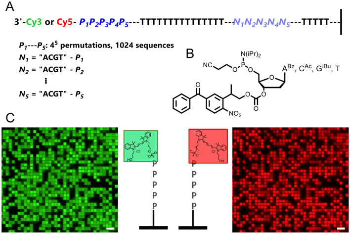 Sequence-dependence of Cy3 and Cy5 dyes in 3ʹ terminally-labeled single-stranded DNA - PMC