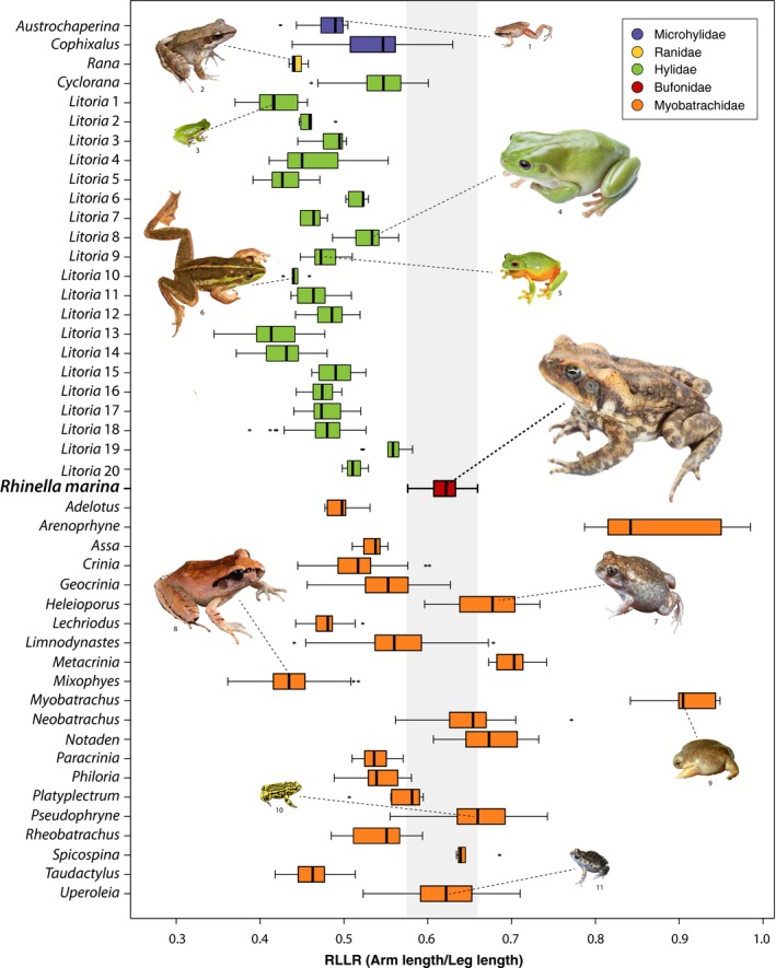 Invasive cane toads are unique in shape but overlap in ecological niche ...