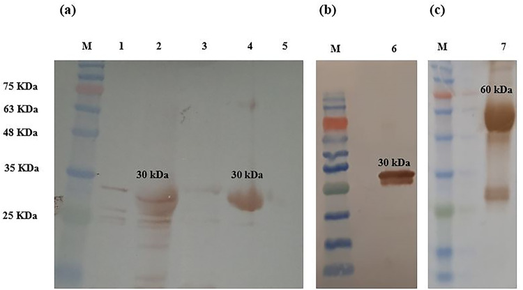 Targeted cancer treatment using a novel EGFR-specific Fc-fusion peptide based on GE11 peptide - PMC