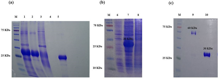 Targeted cancer treatment using a novel EGFR-specific Fc-fusion peptide based on GE11 peptide - PMC