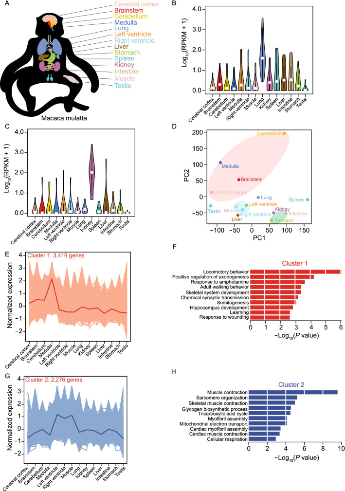 Differential transcriptomic landscapes of multiple organs from SARS-CoV-2 early infected rhesus ...