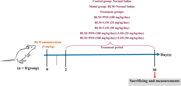 Combination of losartan with pirfenidone: a protective anti-fibrotic against pulmonary fibrosis ...