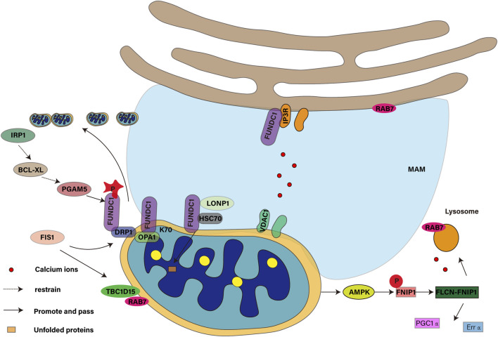 Multiple roles of mitochondrial autophagy receptor FUNDC1 in mitochondrial events and kidney ...