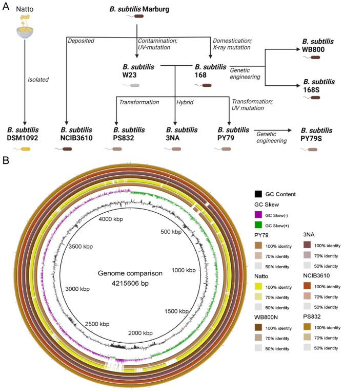 Exploring the potential of Bacillus subtilis as cell factory for food ingredients and special ...
