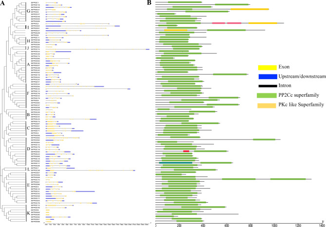 Genomic identification, evolutionary analysis, and transcript profiling ...