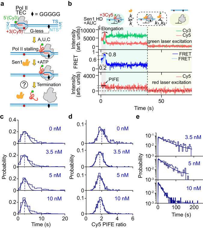 Single Molecule Reconstruction Of Eukaryotic Factor Dependent Transcription Termination Pmc