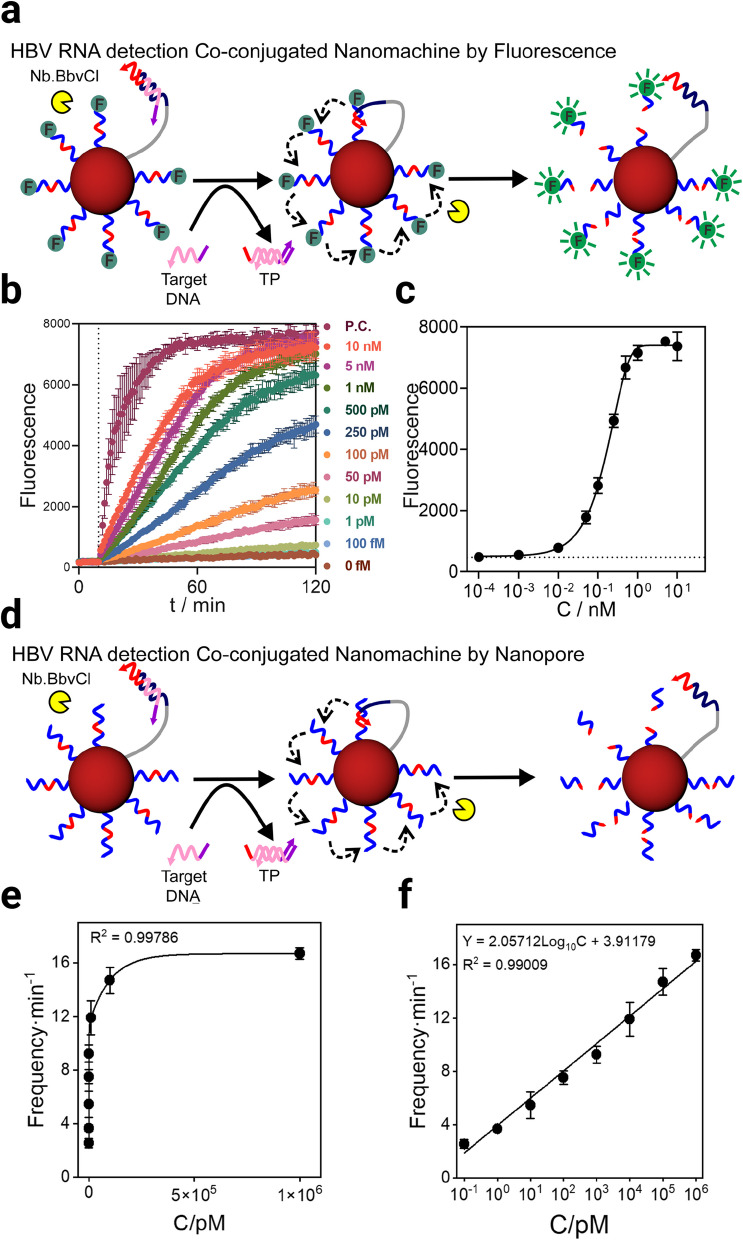 High sensitivity detection of Hepatitis B virus RNA based on 3D-DNA nanomachine and protein ...