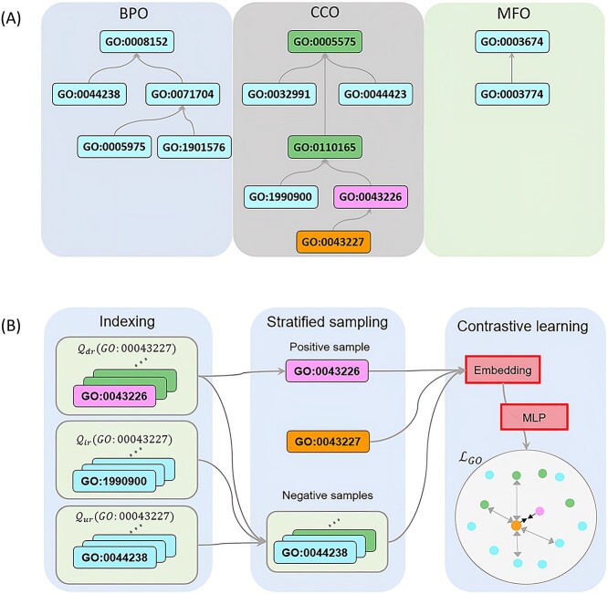 Partial order relation–based gene ontology embedding improves protein function prediction - PMC
