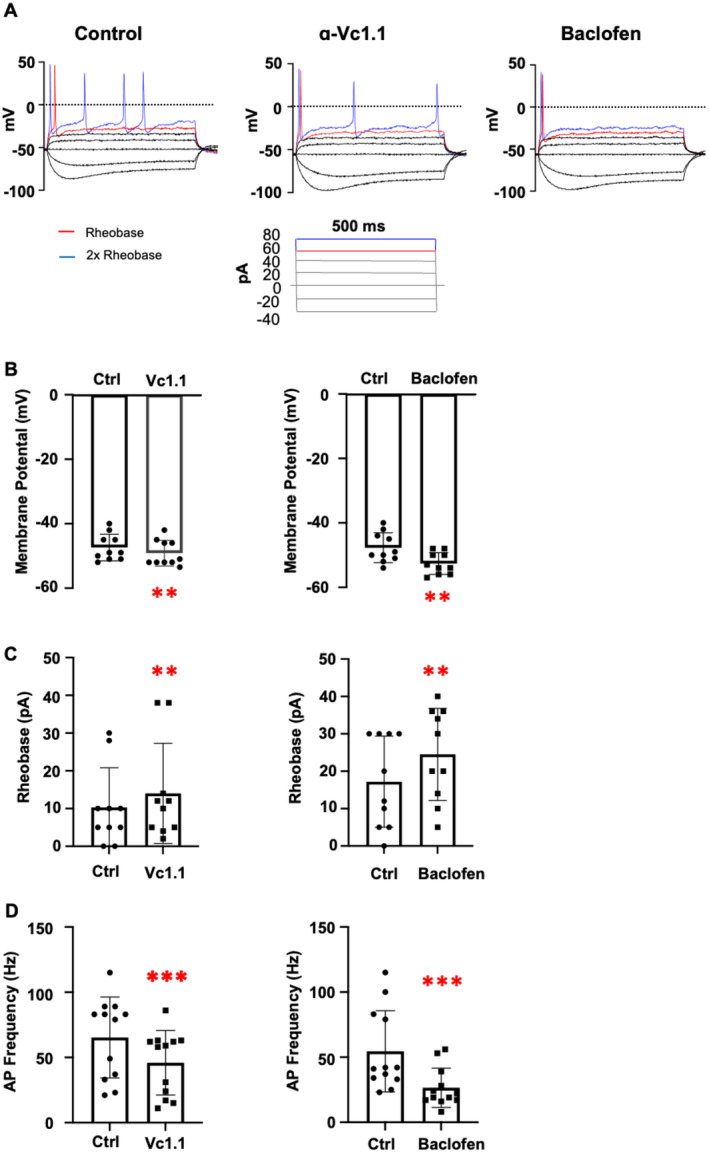 GABAB Receptor Modulation of Membrane Excitability in Human Pluripotent Stem Cell‐Derived ...