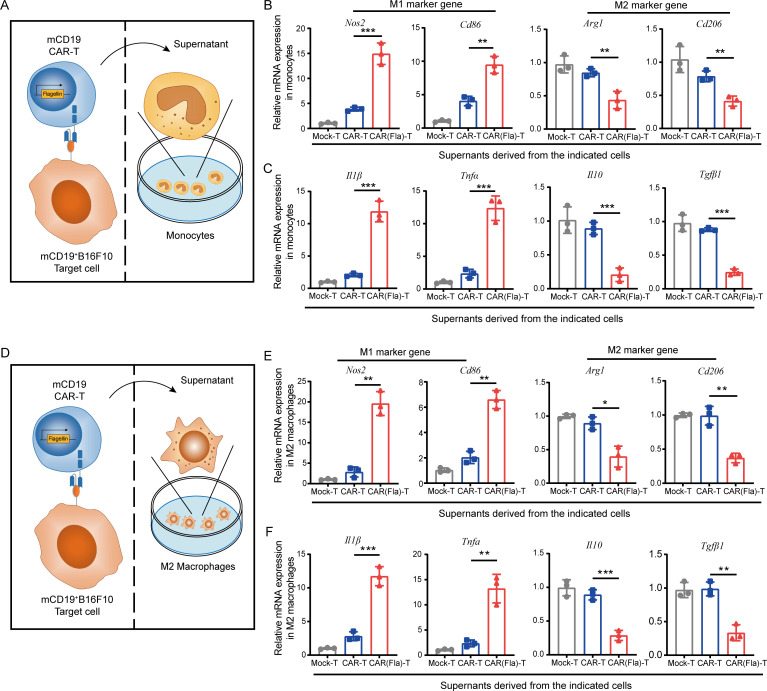 Flagellin engineering enhances CAR-T cell function by reshaping tumor microenvironment in solid ...