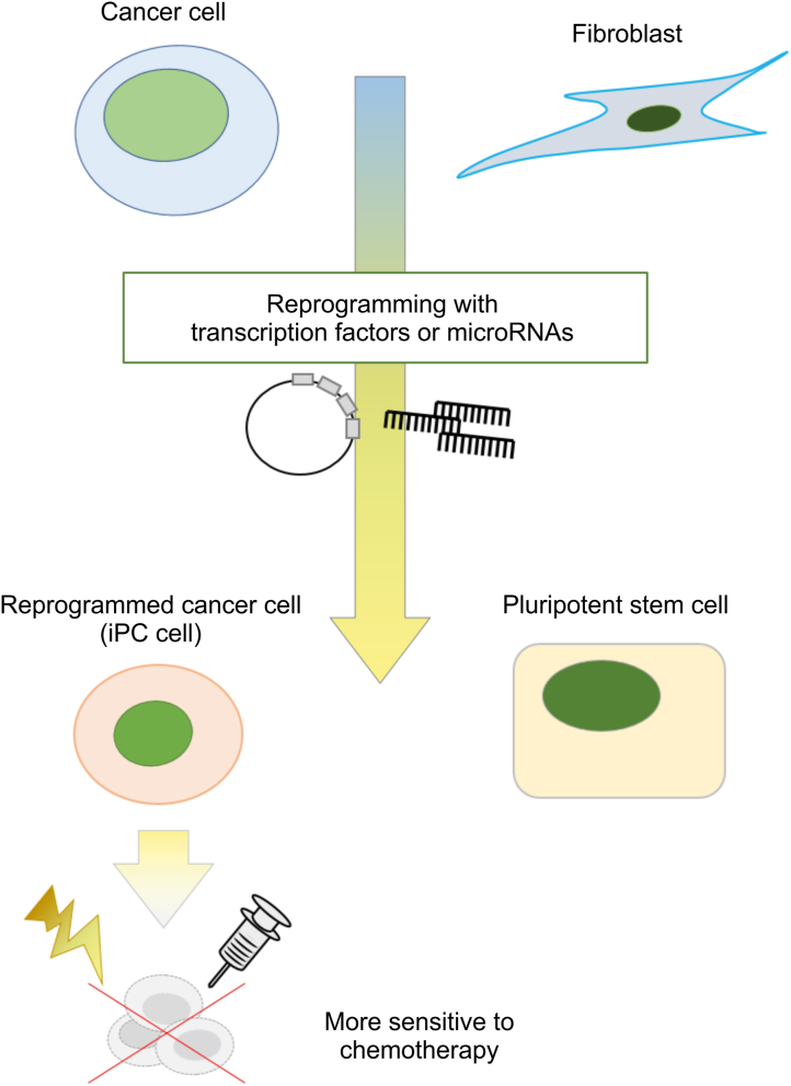 Targeting cancer stem cells in refractory cancer - PMC