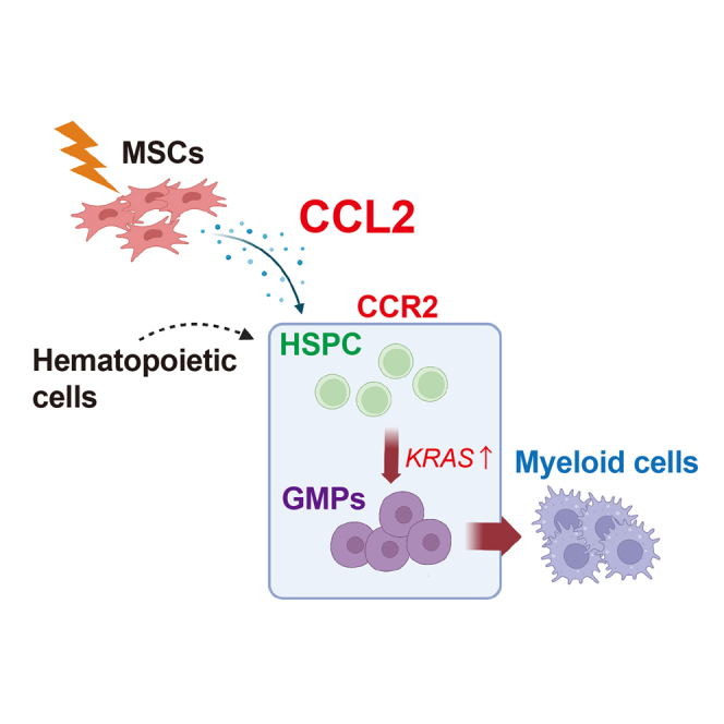 Activated Mesenchymal Stem Stromal Cells Promote Myeloid Cell