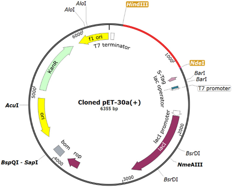 In silico analysis of epitope-based vaccine candidate against tuberculosis using reverse ...