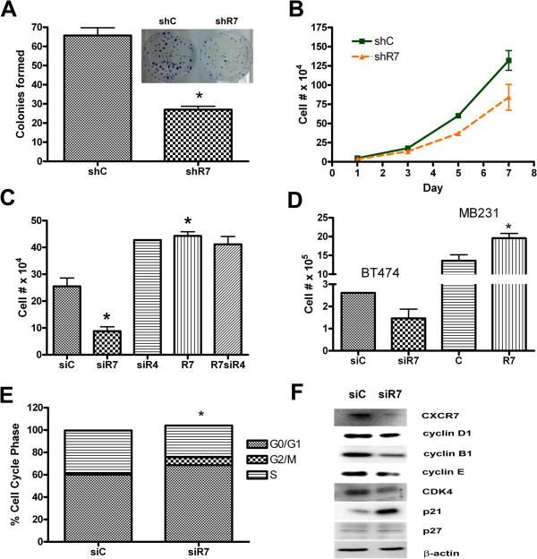 The chemokine receptor CXCR7 interacts with EGFR to promote breast cancer cell proliferation - PMC