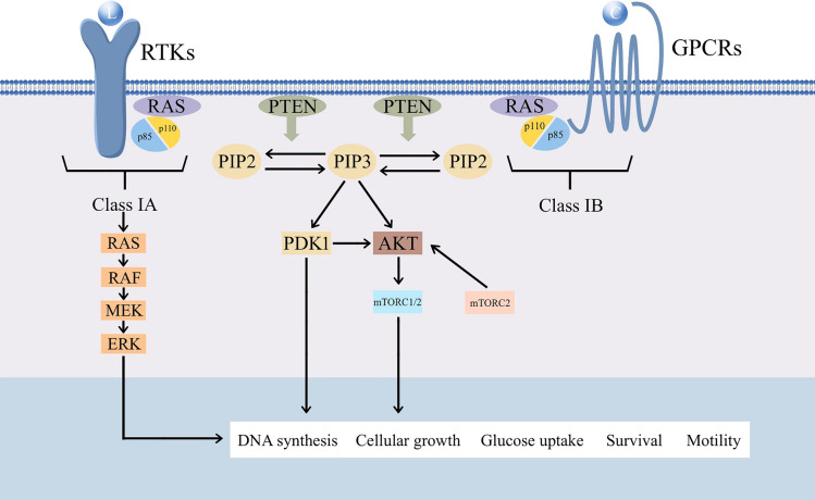 PI3K/AKT/mTOR signaling pathway: an important driver and therapeutic target in triple-negative ...