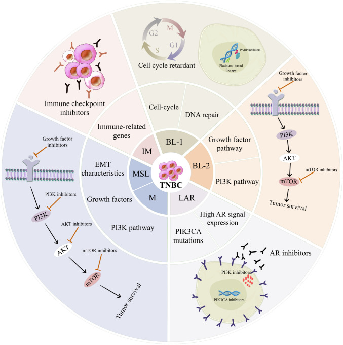 PI3K/AKT/mTOR signaling pathway: an important driver and therapeutic target in triple-negative ...