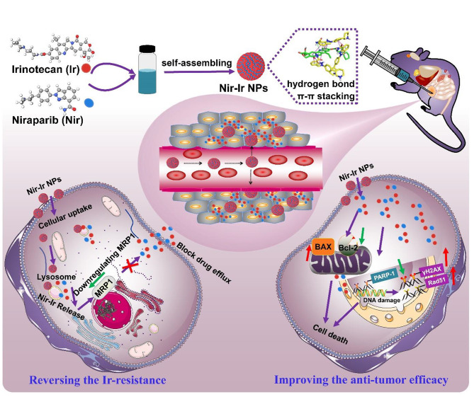 A carrier-free supramolecular nano-twin-drug for overcoming irinotecan-resistance and enhancing ...