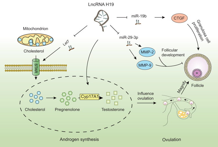 The role of long non-coding RNA H19 in infertility - PMC