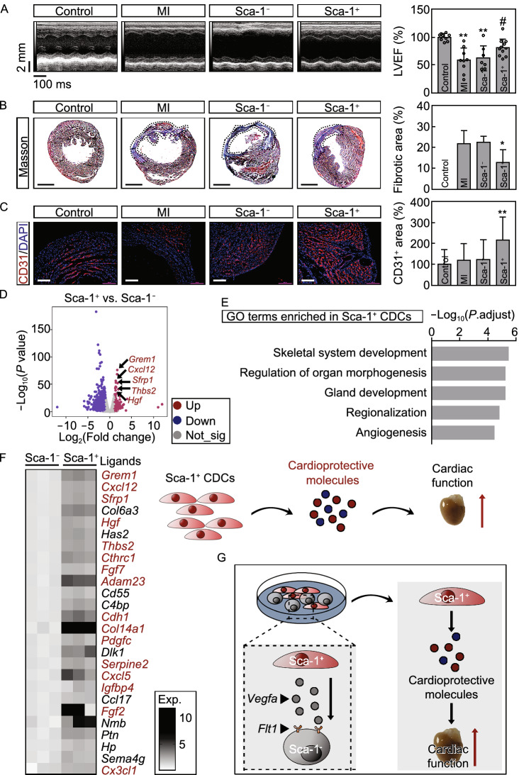 Single-cell transcriptomics of cardiac progenitors reveals functional ...