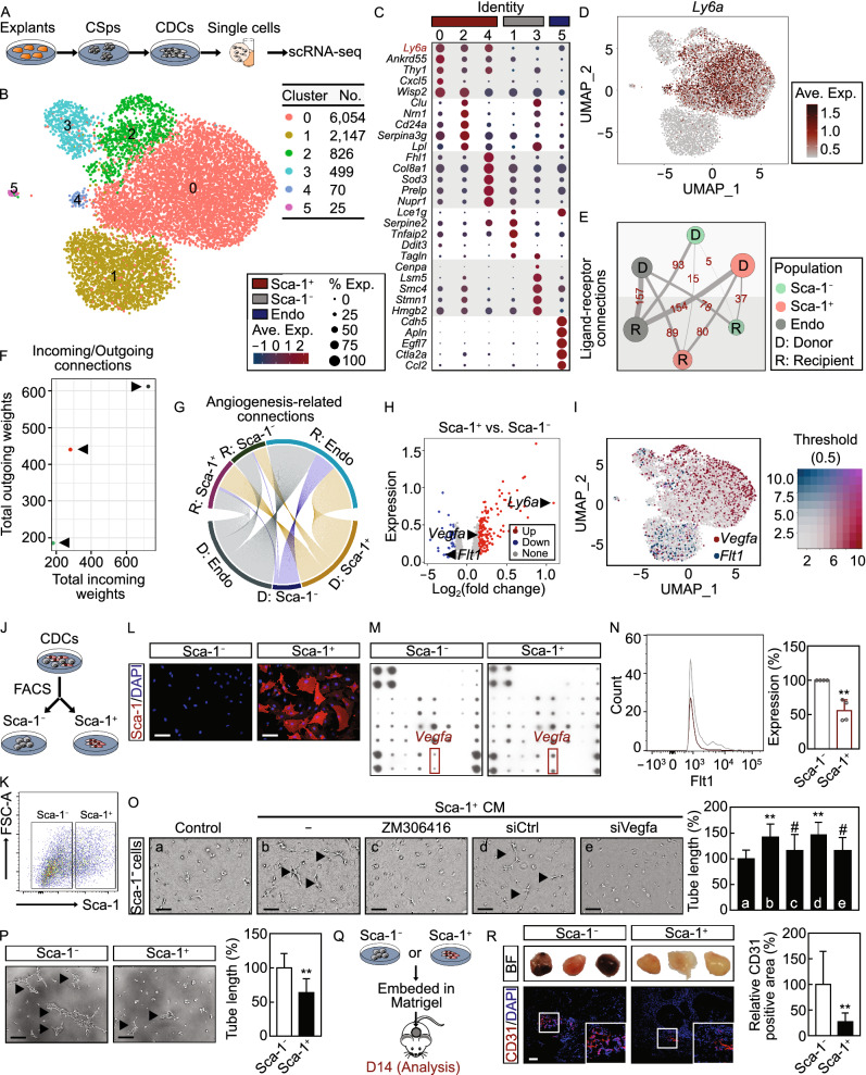 Single-cell transcriptomics of cardiac progenitors reveals functional ...