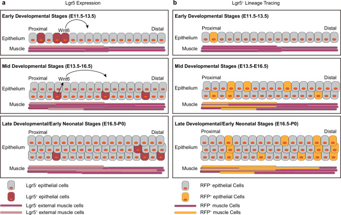 Lgr5 marks stem/progenitor cells contributing to epithelial and muscle ...