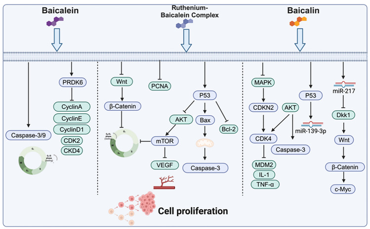 Advances in the role of baicalin and baicalein in colon cancer: mechanisms and therapeutic ...