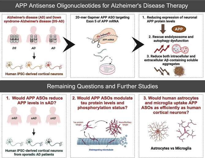 Therapeutic potential of APP antisense oligonucleotides for Alzheimer’s disease and down ...