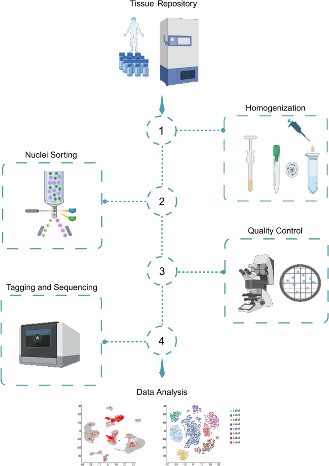 A versatile and efficient method to isolate nuclei from low-input cryopreserved tissues for ...