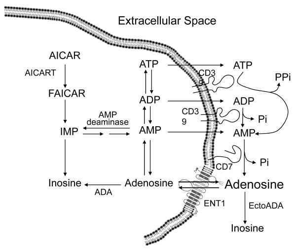 Adenosine receptor agonists for promotion of dermal wound healing - PMC