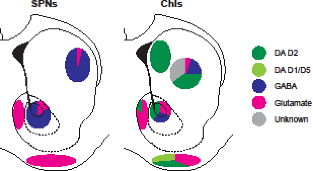 Heterogeneity In Dopamine Neuron Synaptic Actions Across The Striatum